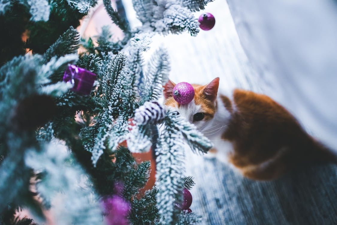 Cat Under Christmas Tree Pictures, Photos, and Images for Facebook ...