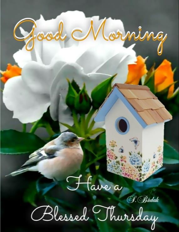 Blessed Thursday, Good Morning Pictures, Photos, and Images for ...