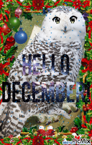 Hello December Owl Pictures, Photos, and Images for Facebook, Tumblr ...