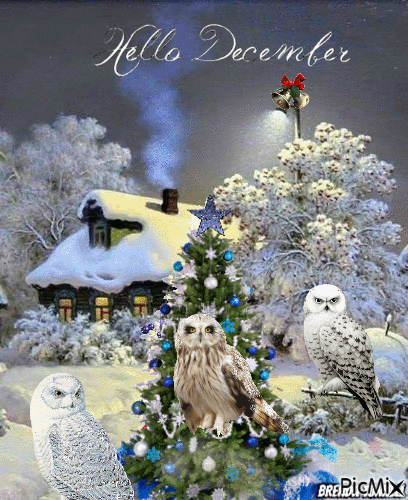 White Owl Hello December Gif Pictures, Photos, and Images for Facebook ...