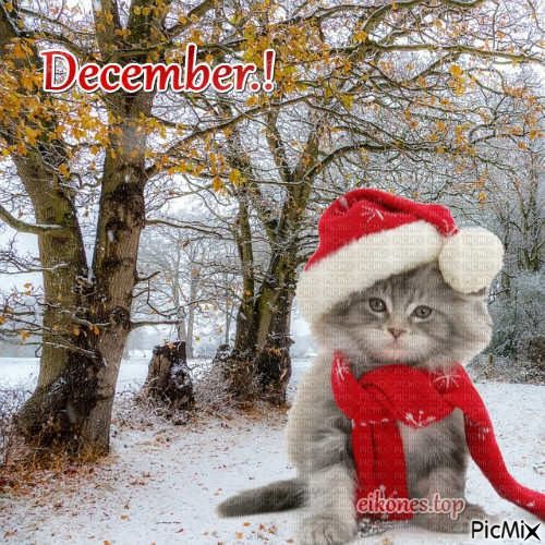 December Kitty Pictures, Photos, and Images for Facebook, Tumblr ...