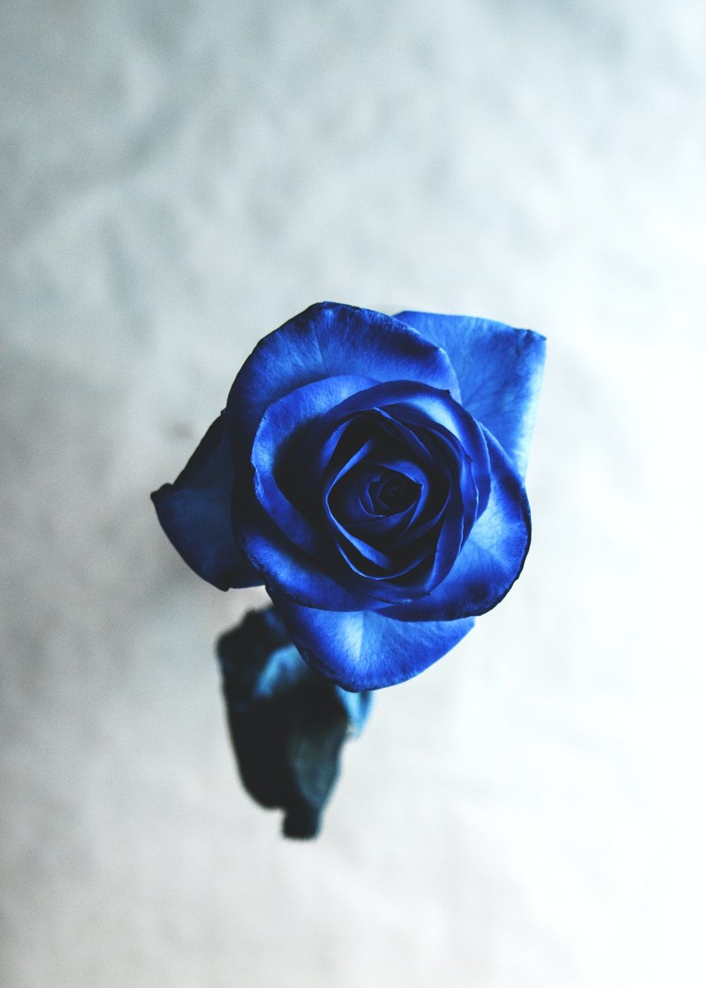 Single Blue Rose Pictures, Photos, and Images for Facebook, Tumblr ...