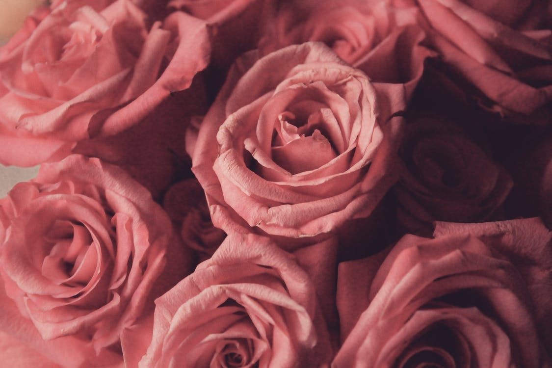 Faint Pink Roses Pictures, Photos, and Images for Facebook, Tumblr ...