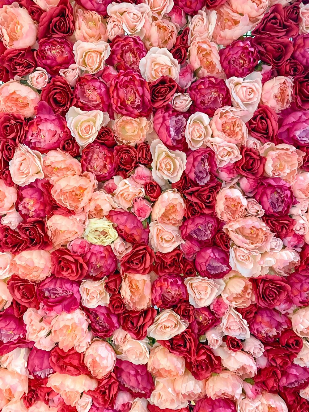 Pink And Peach Roses Pictures, Photos, and Images for Facebook, Tumblr ...