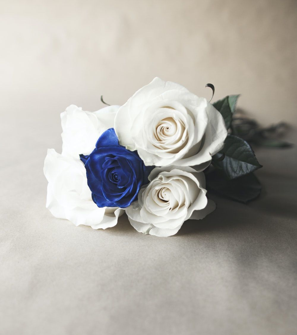 White And Blue Roses Pictures, Photos, and Images for Facebook, Tumblr ...