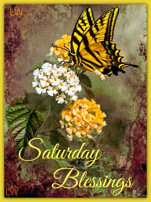 Beautiful Butterfly Saturday Blessings Pictures, Photos, and Images for ...