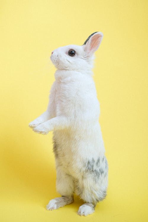 Rabbit Standing Pictures, Photos, and Images for Facebook, Tumblr ...