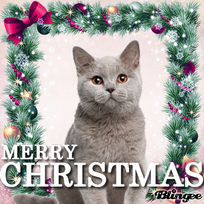 Merry Christmas Grey Cat Pictures, Photos, and Images for Facebook ...