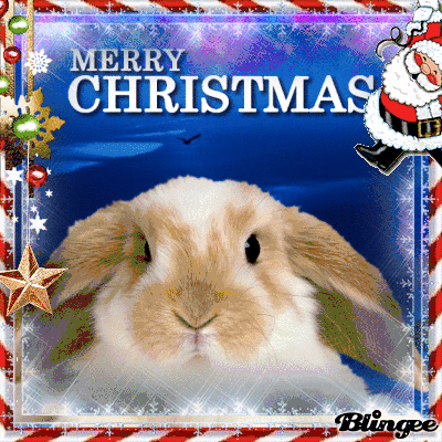 Merry Christmas Rabbit Pictures, Photos, and Images for Facebook ...