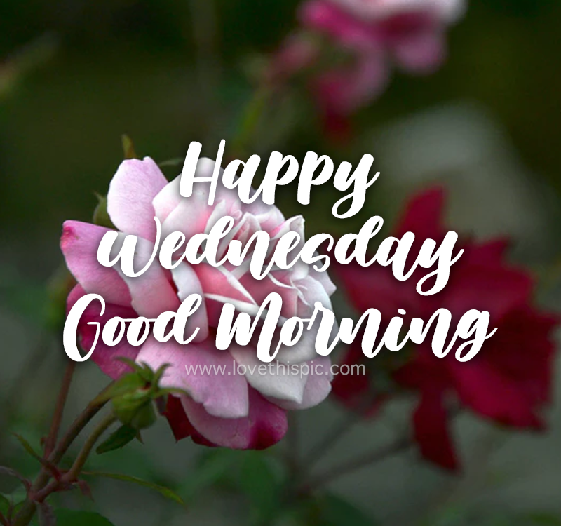 Happy Pink Wednesday