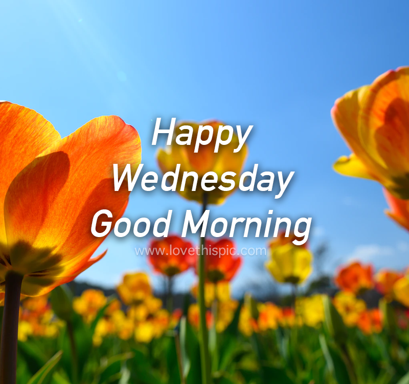 Orange Tulip Happy Wednesday Good Morning Pictures, Photos, and Images ...