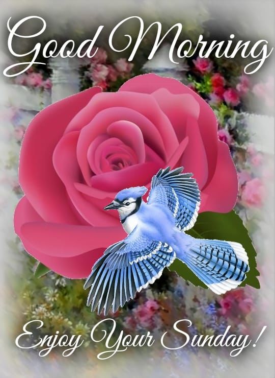 Enjoy Your Sunday Images