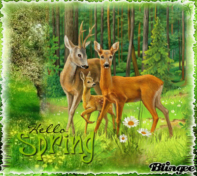 Hello Spring Deer Gif Pictures, Photos, and Images for Facebook, Tumblr ...