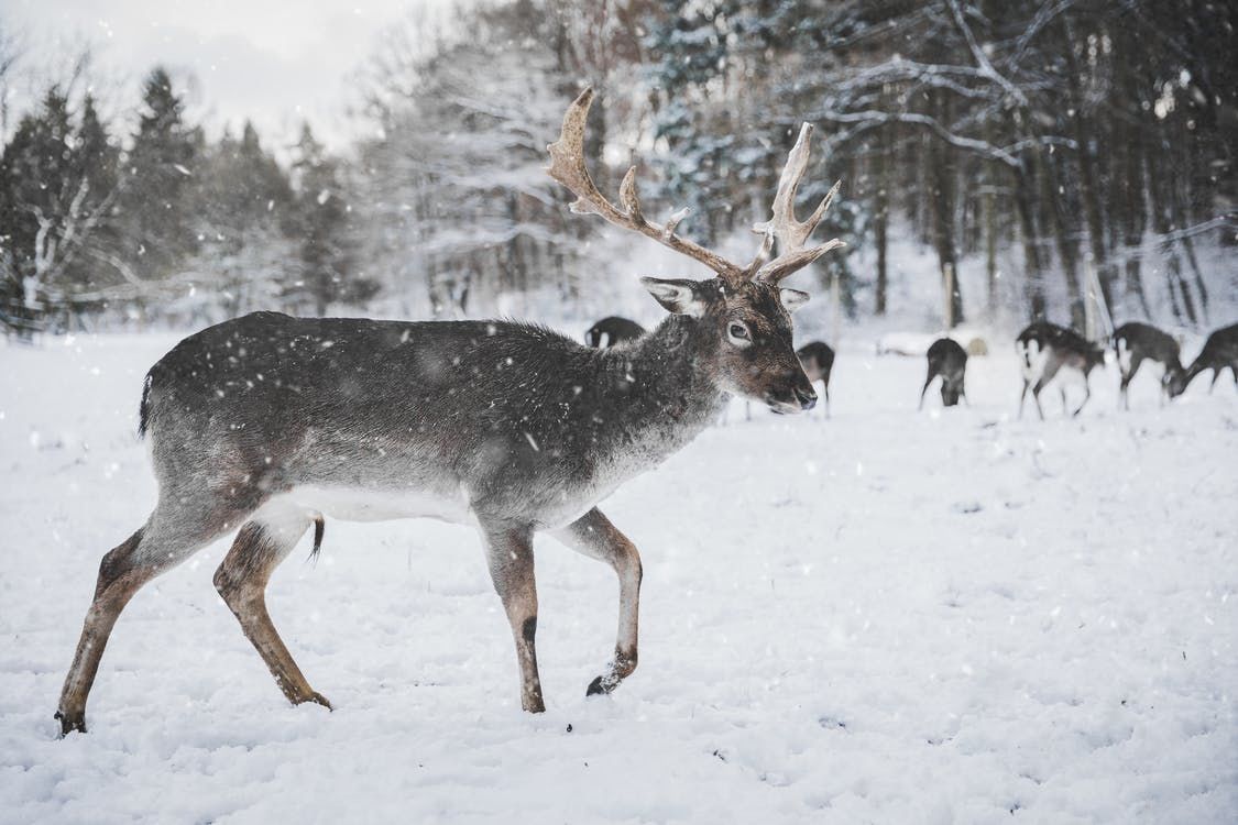 Reindeer In Snow Pictures, Photos, and Images for Facebook, Tumblr ...