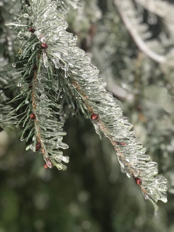 Icy Pine Tree Pictures, Photos, and Images for Facebook, Tumblr ...