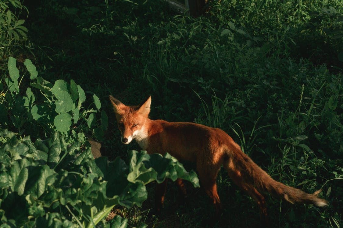 Fox In Grass Pictures, Photos, and Images for Facebook, Tumblr ...