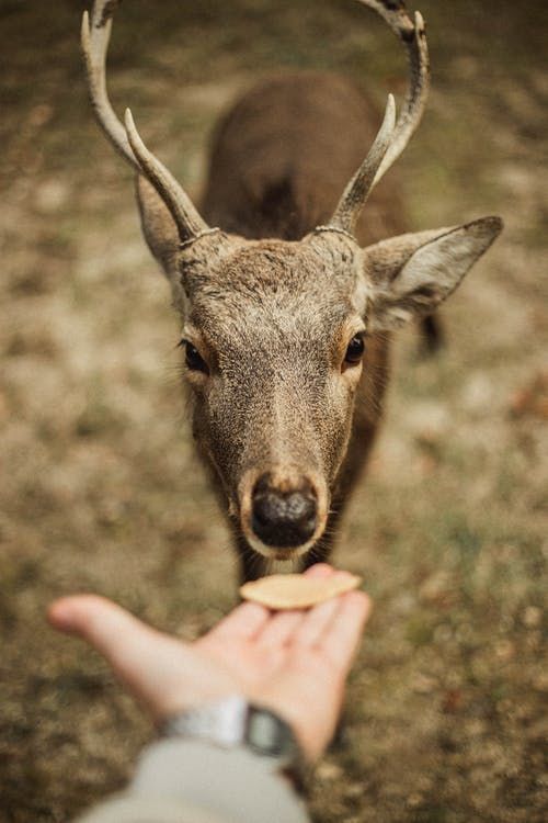 Feeding Deer Pictures, Photos, and Images for Facebook, Tumblr ...