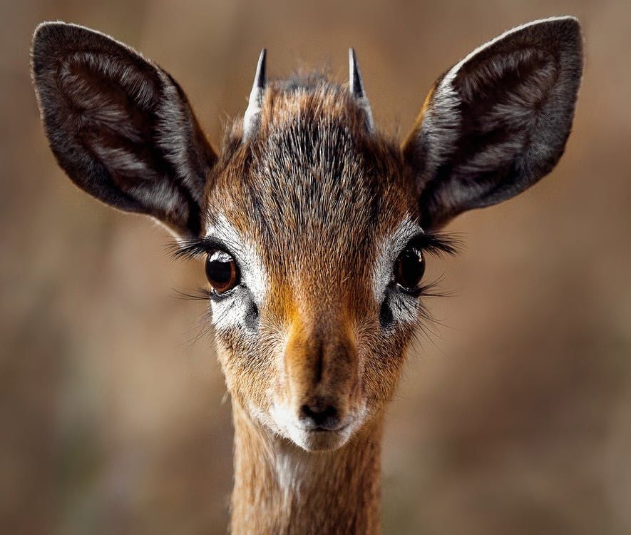 Cute Antelope Pictures, Photos, and Images for Facebook, Tumblr ...