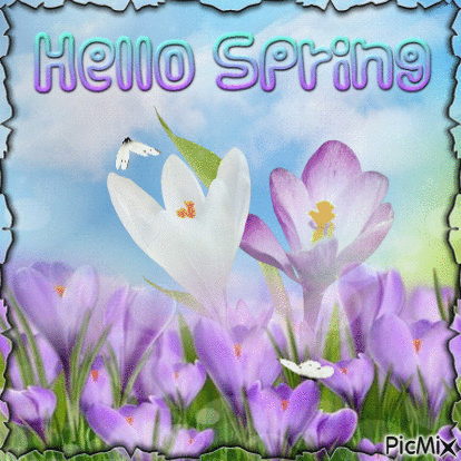 White & Purple Hello Spring Flower Quote Pictures, Photos, and Images ...