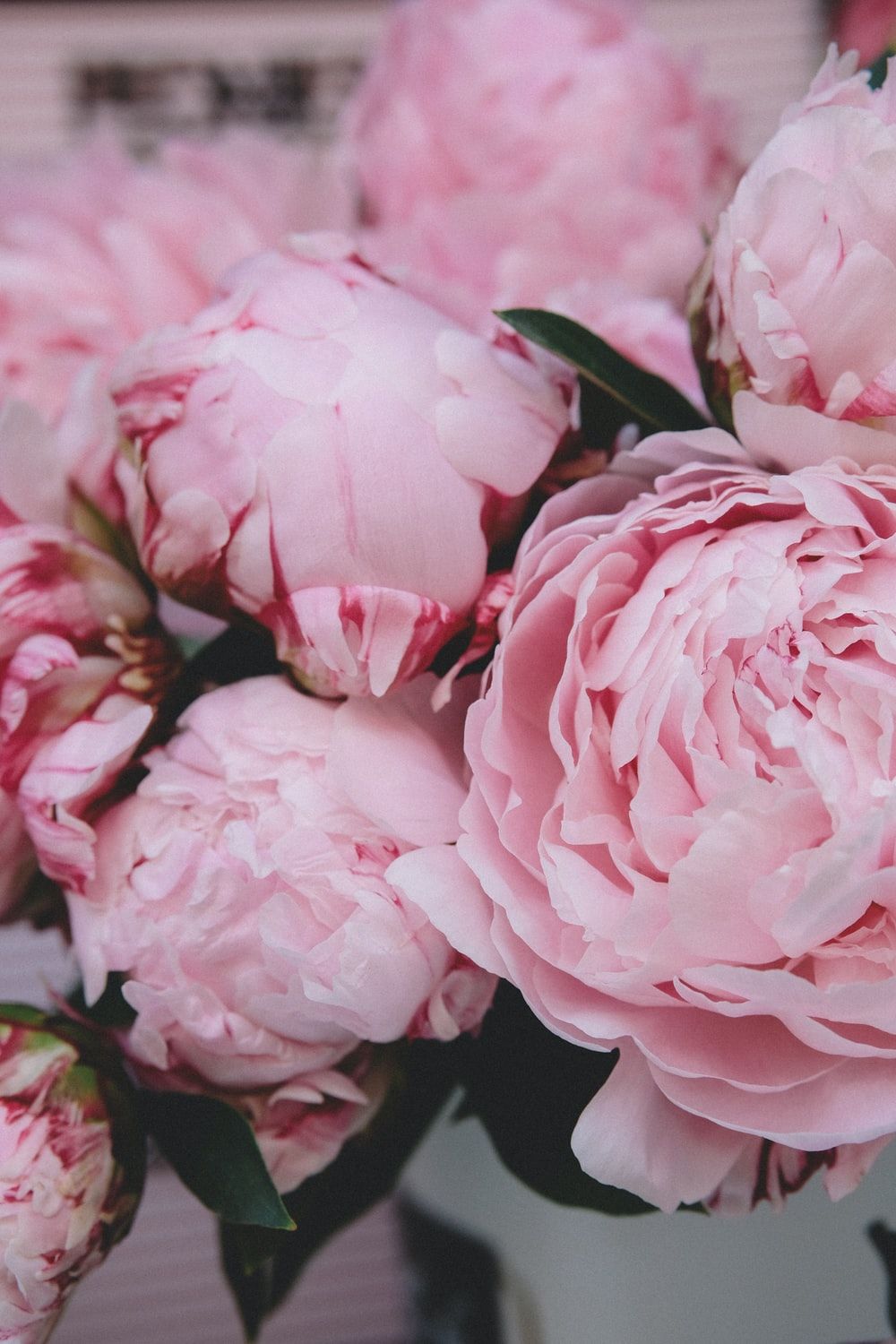 Pink Peonies Pictures, Photos, and Images for Facebook, Tumblr ...