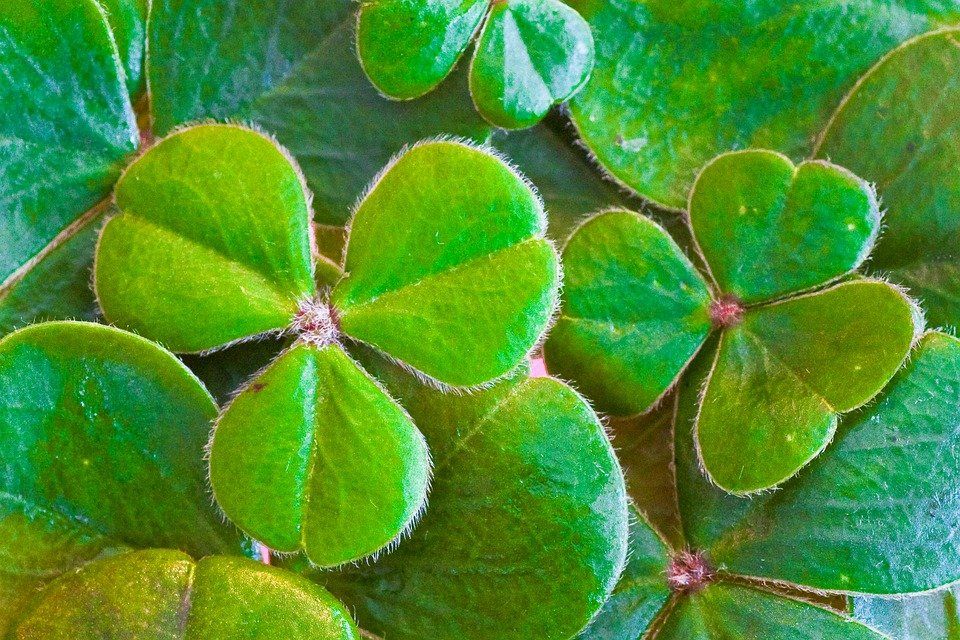 Close Up Of Shamrocks Pictures, Photos, and Images for Facebook, Tumblr ...