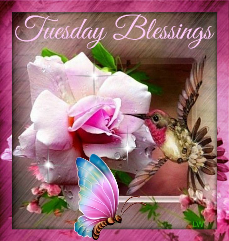 Hummingbird Tuesday Blessings Image Pictures, Photos, and Images for ...