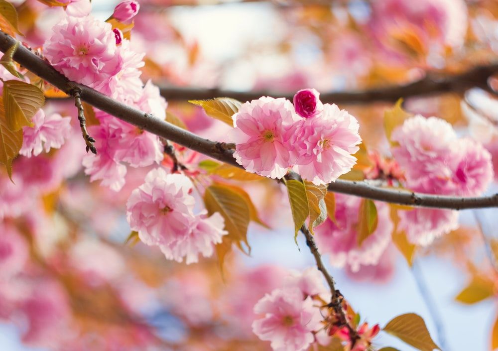 Sakura Cherry Blossoms Pictures, Photos, and Images for Facebook ...