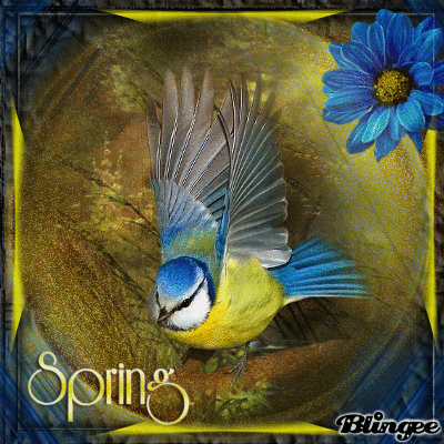 Spring Bird Pictures, Photos, and Images for Facebook, Tumblr ...