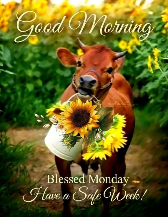 Safe Good Morning & Blessed Monday Pictures, Photos, and Images for ...