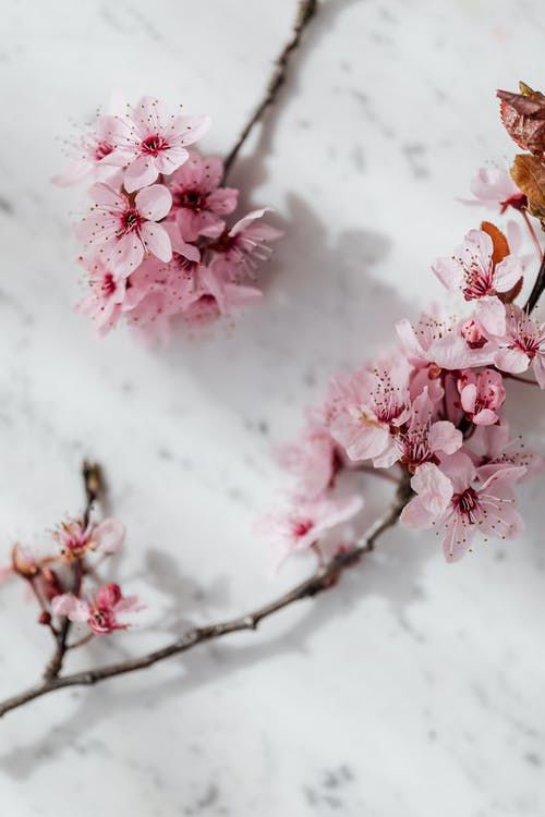 Cherry Blossom Tumblr Background