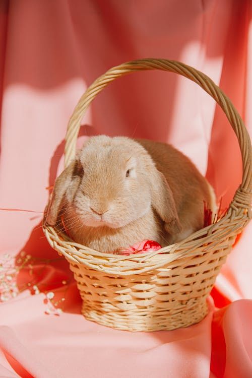 Rabbit Inside Basket Pictures, Photos, and Images for Facebook, Tumblr ...