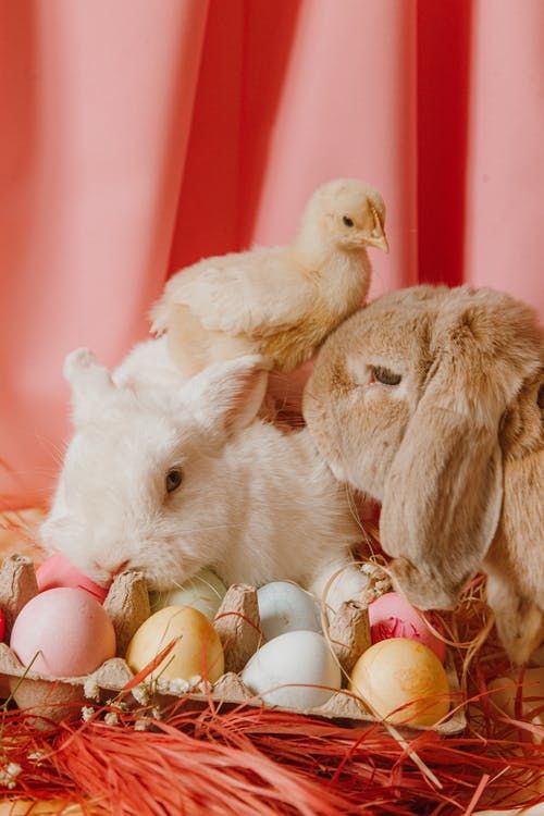 Easter Bunny And Chicks Pictures, Photos, and Images for Facebook ...