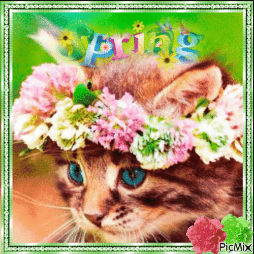 Spring Kitty With Floral Crown Pictures, Photos, and Images for ...