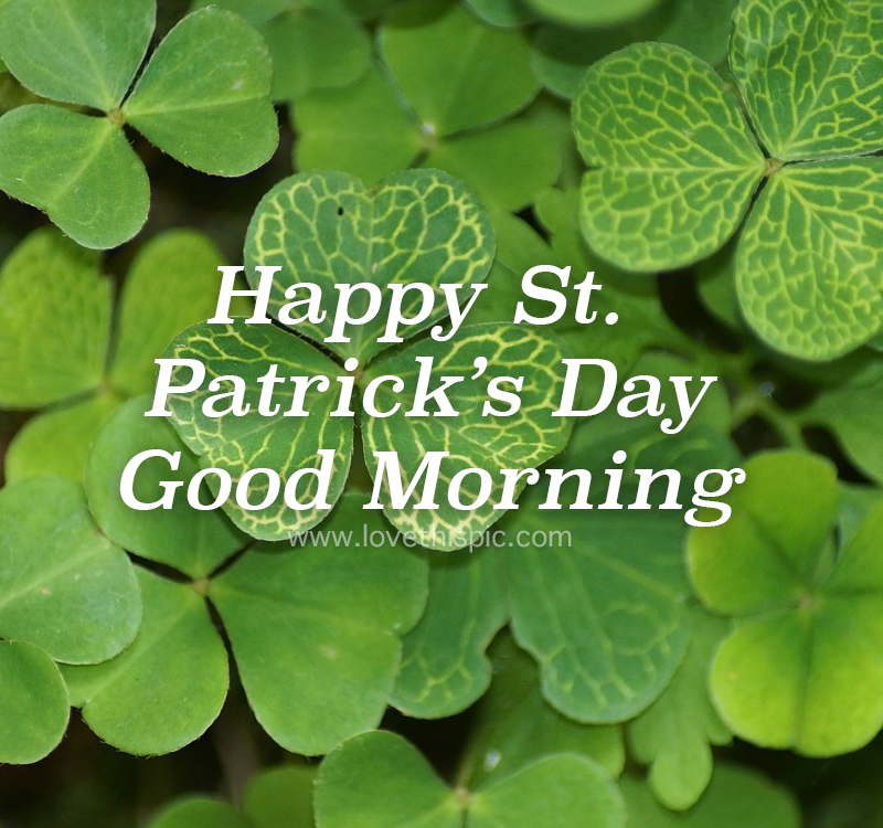 Shamrock Happy St. Patrick's Day, Good Morning Pictures, Photos, and ...
