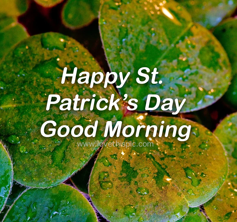 Wet Shamrocks - Happy St. Patrick's Day Good Morning Pictures, Photos ...