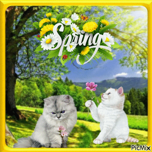 Spring Kittens Pictures, Photos, and Images for Facebook, Tumblr ...