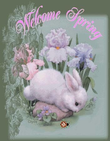 Welcome Spring Bunny Pictures, Photos, and Images for Facebook, Tumblr ...