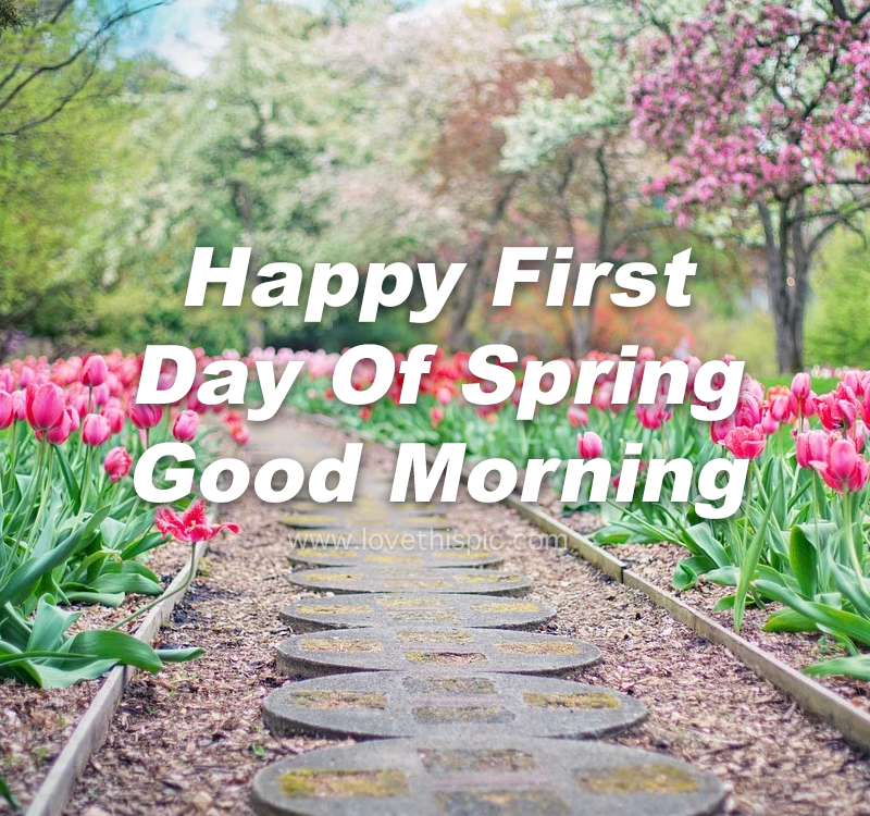 Pathway Of Tulips - Happy First Day Of Spring, Good Morning Pictures ...