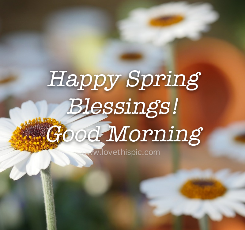 Nature Daisies - Happy Spring Blessings, Good Morning Pictures, Photos ...