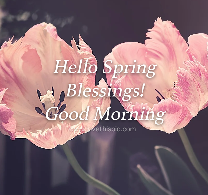 Light Pink Tulips - Hello Spring Blessings Pictures, Photos, and Images ...