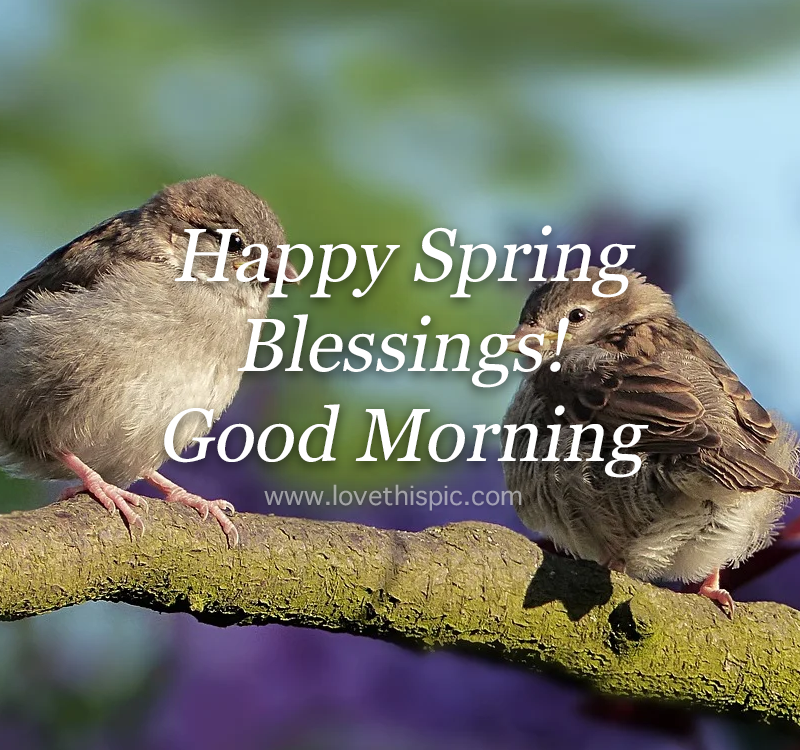 Sparrow Happy Spring Blessings, Good Morning Pictures, Photos, and ...