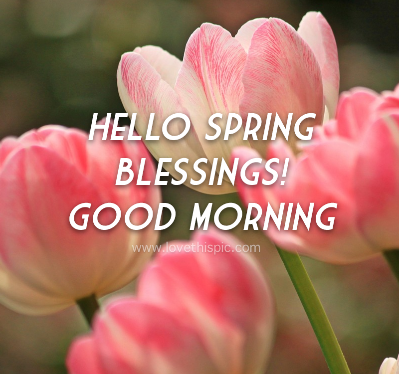 Bundle Of Tulips - Hello Spring Blessings Pictures, Photos, and Images ...