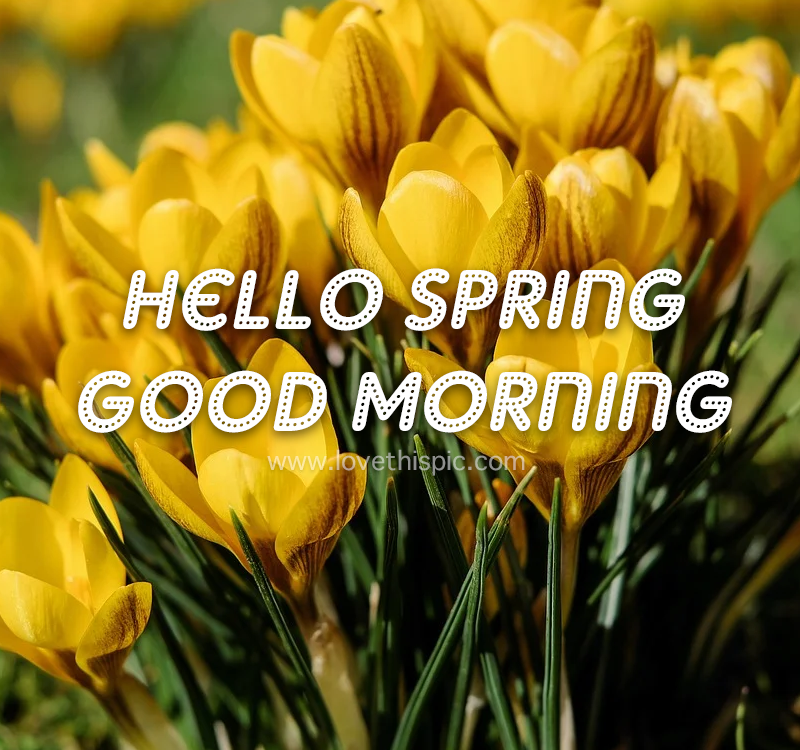 Bloomed Crocus - Hello Spring Good Morning Pictures, Photos, and Images ...