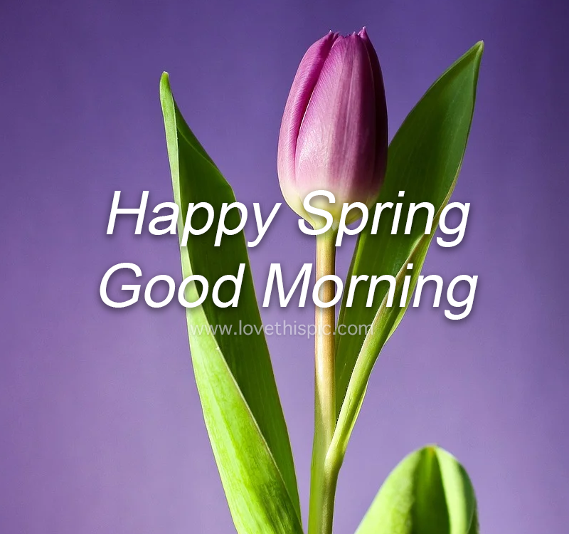 Closed Tulip Happy Spring Good Morning Pictures, Photos, and Images for ...