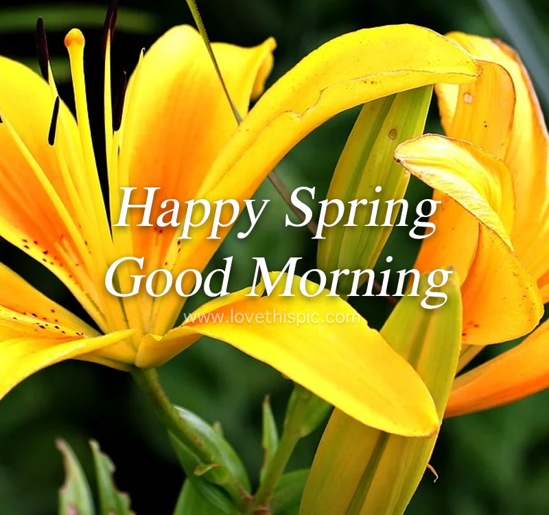 Yellow Lillies Happy Spring Pictures, Photos, and Images for Facebook ...