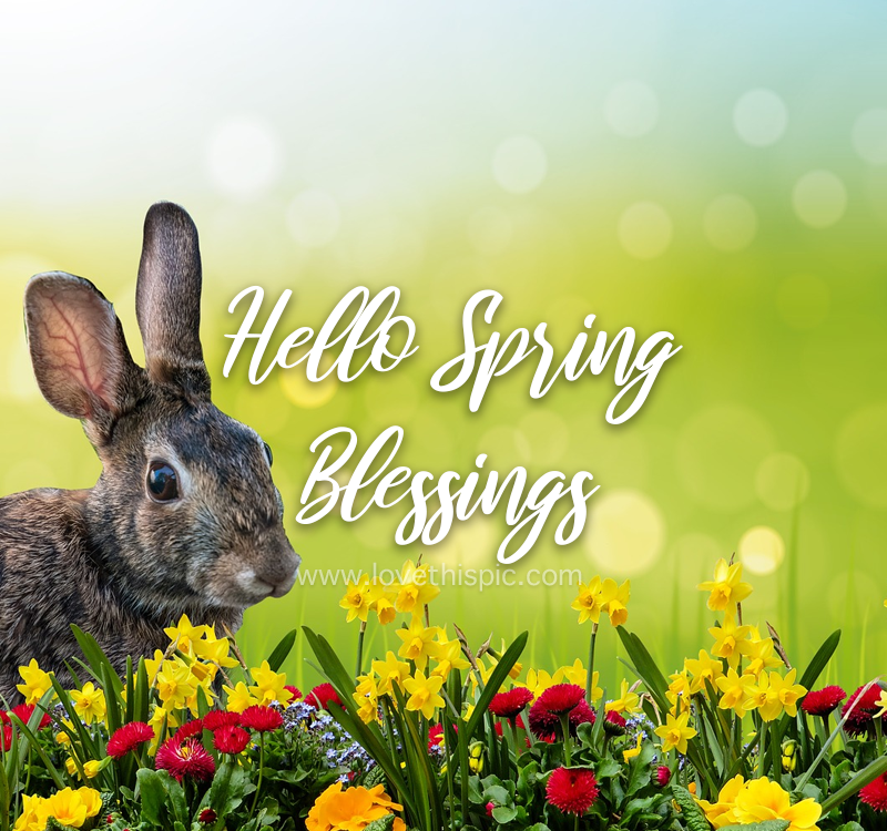 Hare - Hello Spring Blessings Pictures, Photos, and Images for Facebook ...