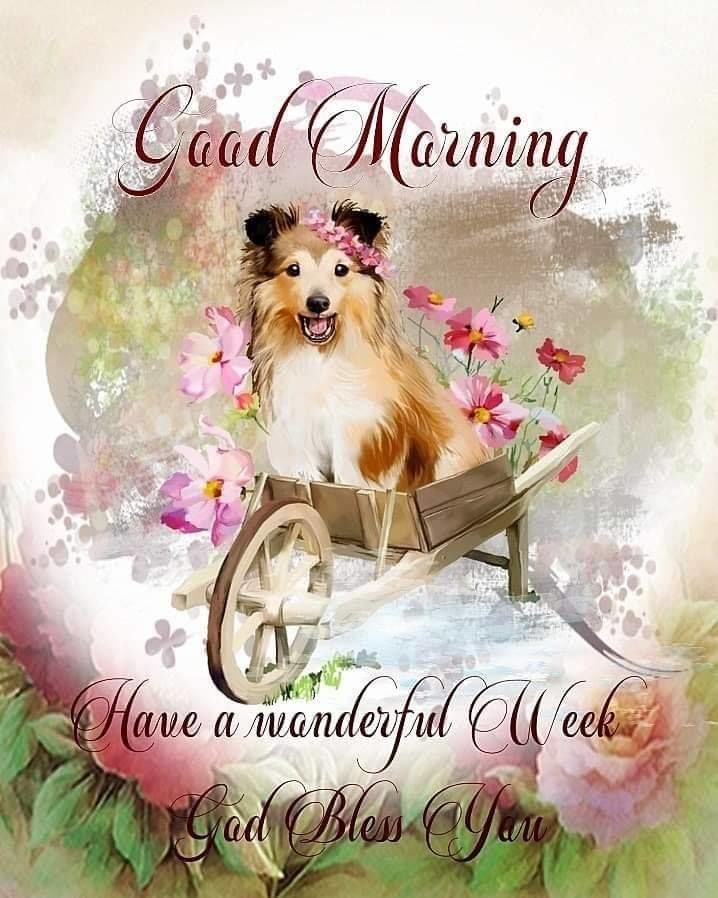 Dog In Barrel - Have A Wonderful Week, Good Morning Pictures, Photos ...