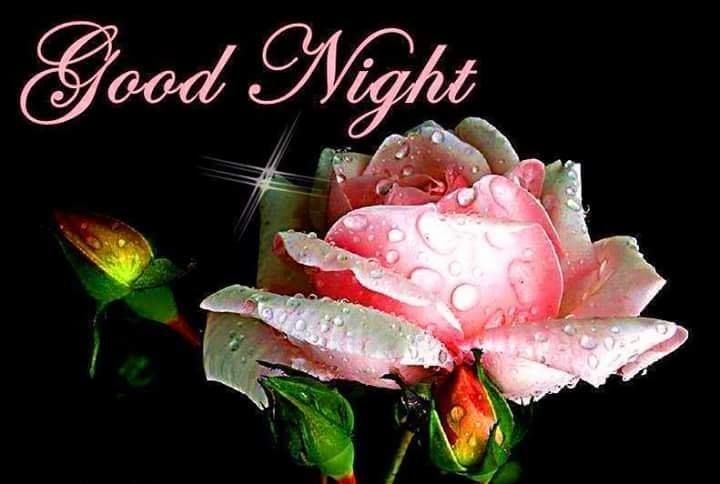 Wet Pink Rose - Good Night Pictures, Photos, and Images for Facebook ...