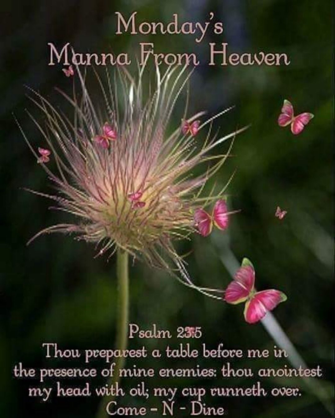 Monday's Manna From Heaven Pictures, Photos, and Images for Facebook ...
