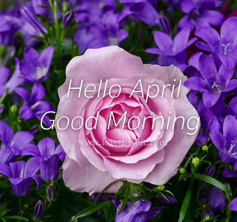 Pink Rose Hello April, Good Morning Pictures, Photos, and Images for ...